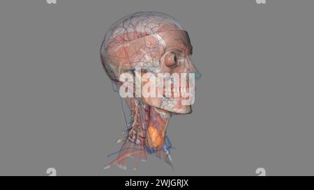 The thyroid is a small, butterfly-shaped gland located at the base of ...