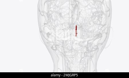 The basilar artery is the main artery that supplies blood to the back ...