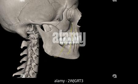Spleen, conceptual illustration Stock Photo - Alamy