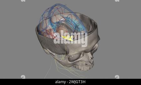 The olfactory nerve is the first cranial nerve and is instrumental in ...