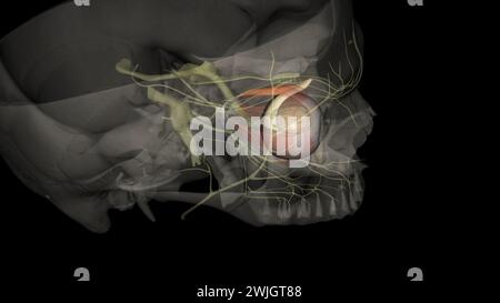 The superior oblique is one of the two noteworthy oblique extraocular ...