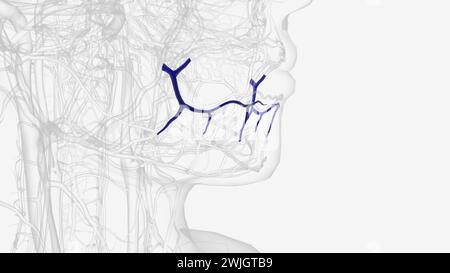 The inferior labial vein is the vein receiving blood from the lower lip ...