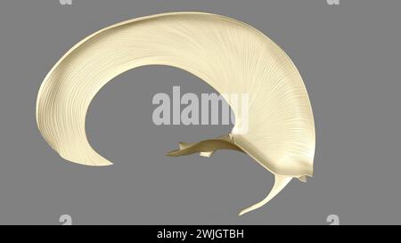 The falx cerebri and tentorium cerebelli are thin dural structures ...