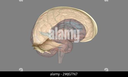 The falx cerebri and tentorium cerebelli are thin dural structures ...
