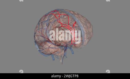 The anterior cerebral artery is the terminal branch of the ...