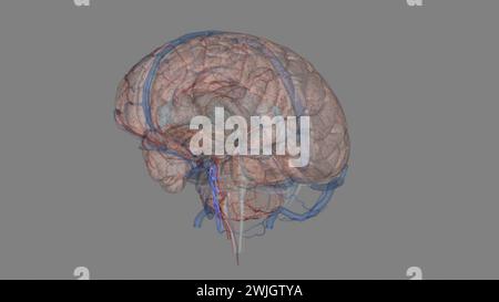 The basilar venous plexus lies between the endosteal and meningeal ...