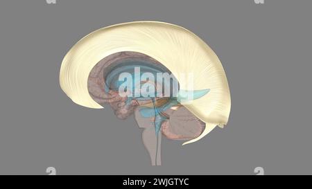 The falx cerebri and tentorium cerebelli are thin dural structures ...