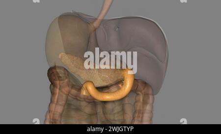 The duodenum is the initial C-shaped segment of the small intestine and ...