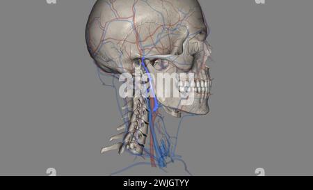 The retromandibular vein is a major vein of the face 3d illustration ...