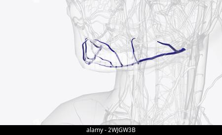 Medical Illustration of Submental Triangle Stock Photo - Alamy