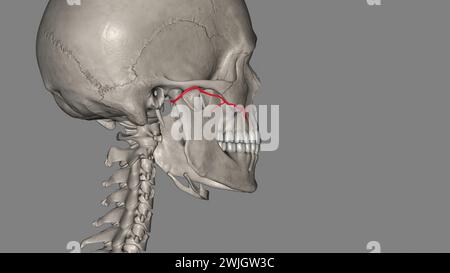 The transverse facial artery (TFA) is a branch of the superficial ...