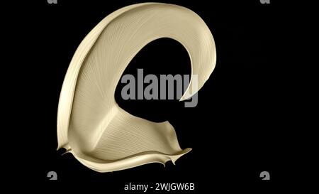 The falx cerebri and tentorium cerebelli are thin dural structures ...