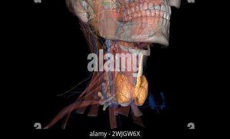 The thyroid is a small, butterfly-shaped gland located at the base of ...