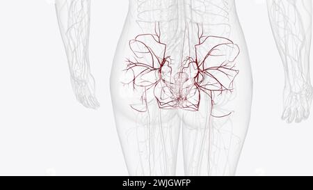 Branches of internal iliac artery 3d illustration Stock Photo - Alamy
