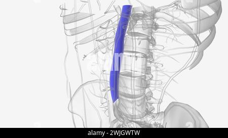 he inferior vena cava (IVC) is the largest vein of the human body 3d ...