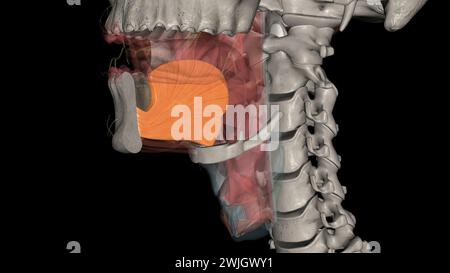 Illustration of the genioglossus muscles Stock Photo - Alamy