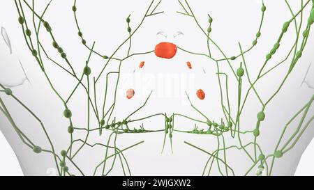 The tonsils are lymph nodes in the back of the mouth and top of the ...