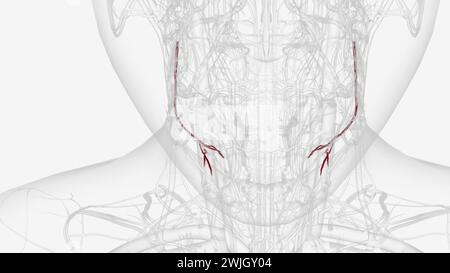 The inferior alveolar artery emits the mylohyoid branch before entering ...