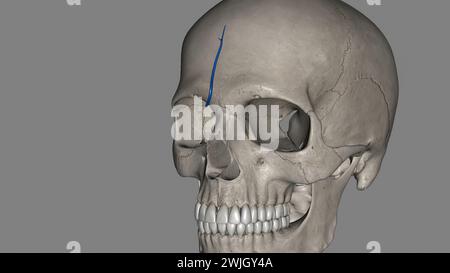 The supratrochlear artery (or frontal artery) is one of the terminal ...