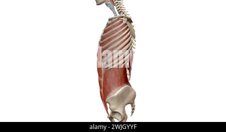 The lungs are a pair of spongy, air-filled organs located on either ...