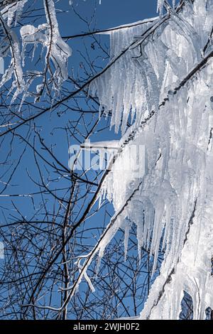 Tree branch covered with ice. Glaciated tree branches, consequences ...