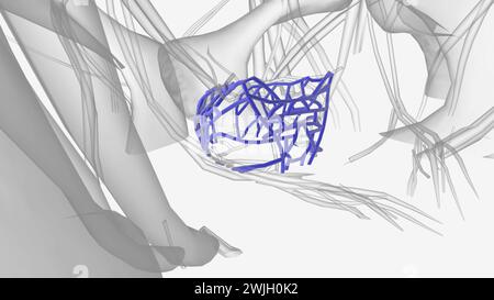 The prostatic venous plexus is a network of small veins that surrounds ...