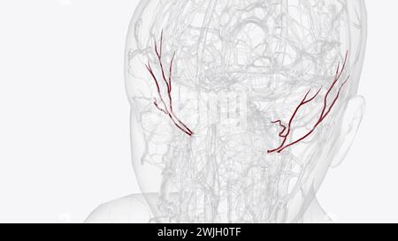 The deep temporal arteries are two arteries of the head 3d illustration ...