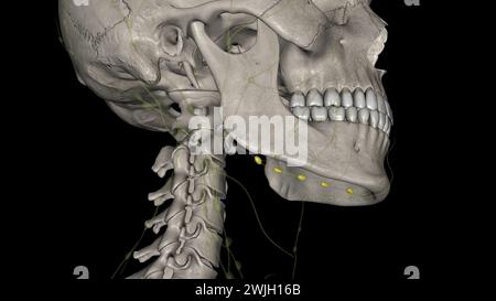 The submandibular lymph nodes are some 3-6 lymph nodes situated at the ...
