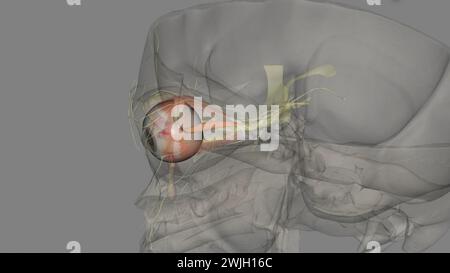 Human Eye Extraocular Muscles. Ophthalmology. Eyes muscles in side view ...