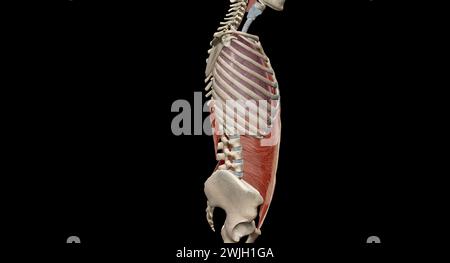The lungs are a pair of spongy, air-filled organs located on either ...