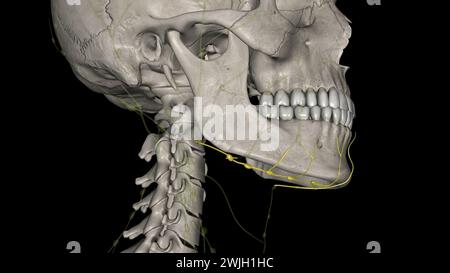 Submental submandibular Lymphatic vessels 3d illustration Stock Photo ...