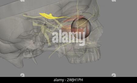 Eye movement pupil constriction3d illustration Trochlear Nerve, Eye ...