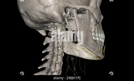 Submental submandibular Lymphatic vessels 3d illustration Stock Photo ...