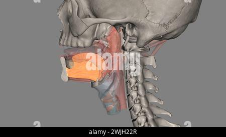 Illustration of the genioglossus muscles Stock Photo - Alamy