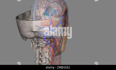 The function of occipitofrontalis muscle is to elevate the eyebrows and ...