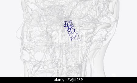The basilar venous plexus lies between the endosteal and meningeal ...