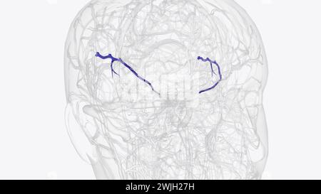 Superficial middle cerebral vein 3d medical Stock Photo - Alamy