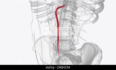 Small Intestine Parts Stock Photo - Alamy