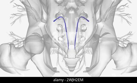 The lateral sacral veins accompany the lateral sacral arteries on the ...