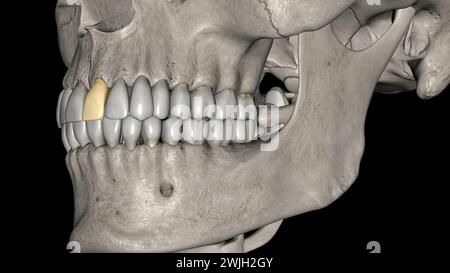 The maxillary central incisors are centered in the maxilla, one on ...