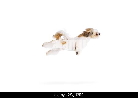 Shih tzu dog flying on balloons. Isolated on white background Stock ...