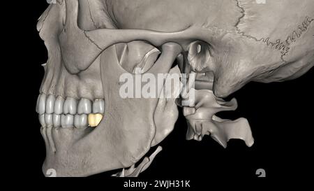 The mandibular third molar is also referred as the wisdom tooth 3d ...