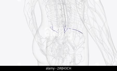 Branches of internal iliac artery 3d illustration Stock Photo - Alamy