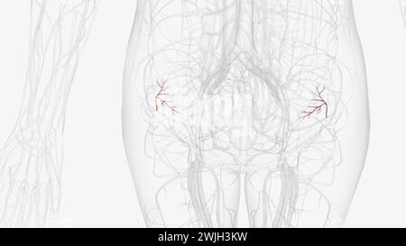 Ascending branch of deep circumflex iliac artery 3d illustration Stock ...