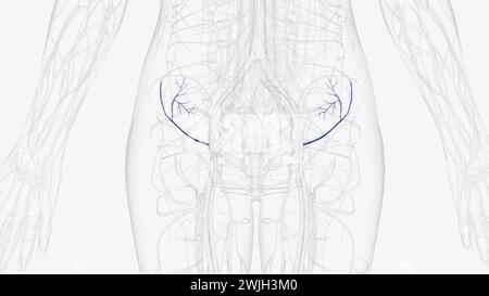 circumflex iliac vein is formed by the union of the venae comitantes of ...