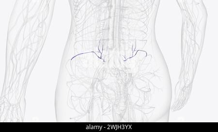 Branches of internal iliac artery 3d illustration Stock Photo - Alamy
