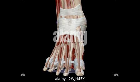 The ankle encompasses the ankle joint, an articulation between the ...