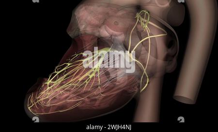 The network of nerves supplying the heart is called the cardiac plexus ...