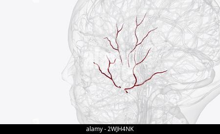 The deep temporal arteries are two arteries of the head 3d illustration ...