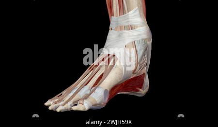 The ankle encompasses the ankle joint, an articulation between the ...